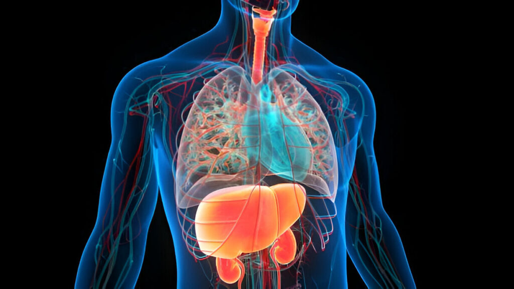 Comprehensive Study Guide to Body Systems for ACLS Certification