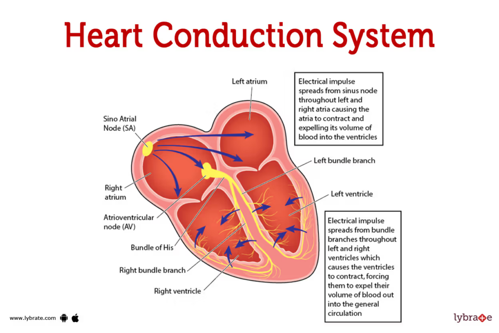 Human Heart: Understanding The Heart Anatomy