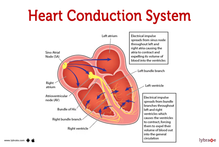 Human Heart: Understanding The Heart Anatomy
