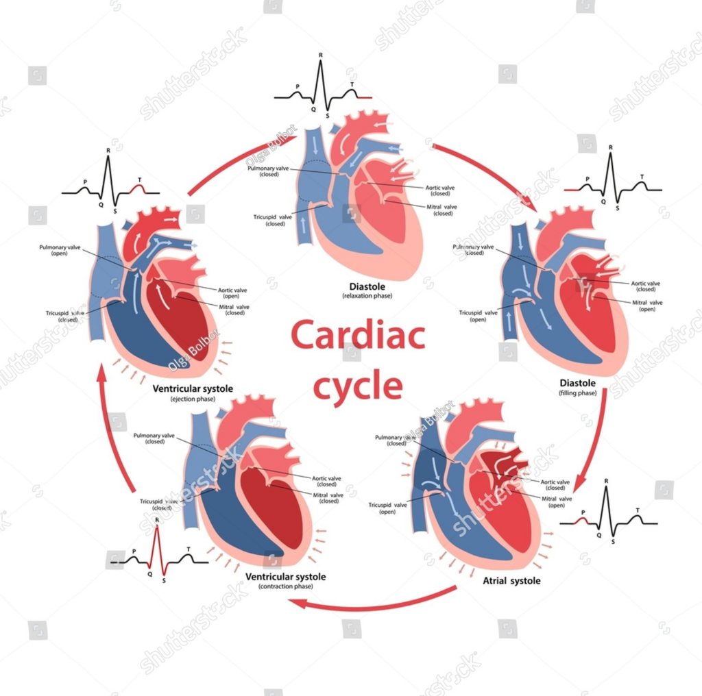 Cardiac Cycle: The Ultimate Guide to Phases