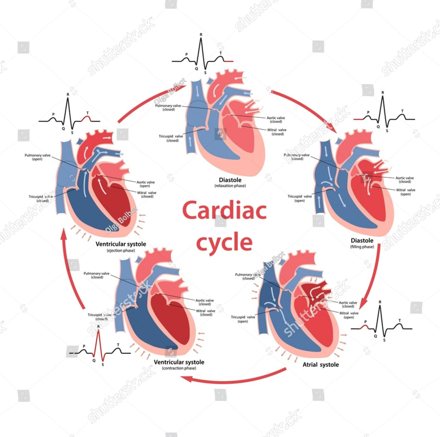 Cardiac Cycle: The Ultimate Guide to Phases